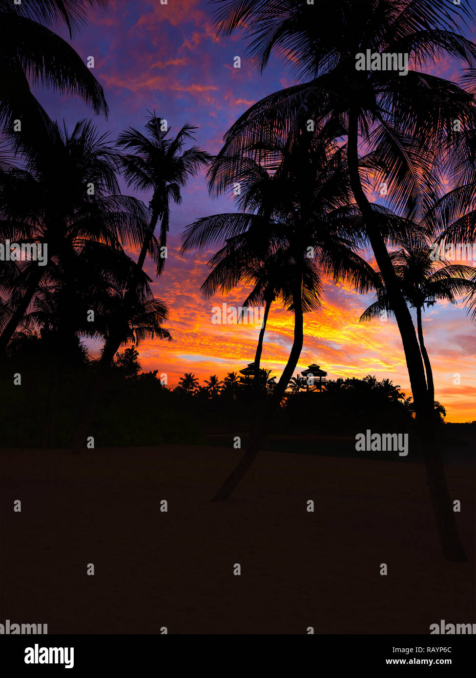 tropical beach of Sentosa in Singapore with coconut palm tree at sunset ...