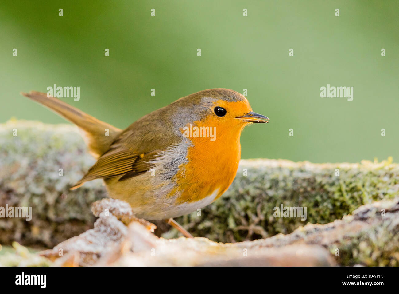 Robin foraging in winter in mid Wales Stock Photo - Alamy