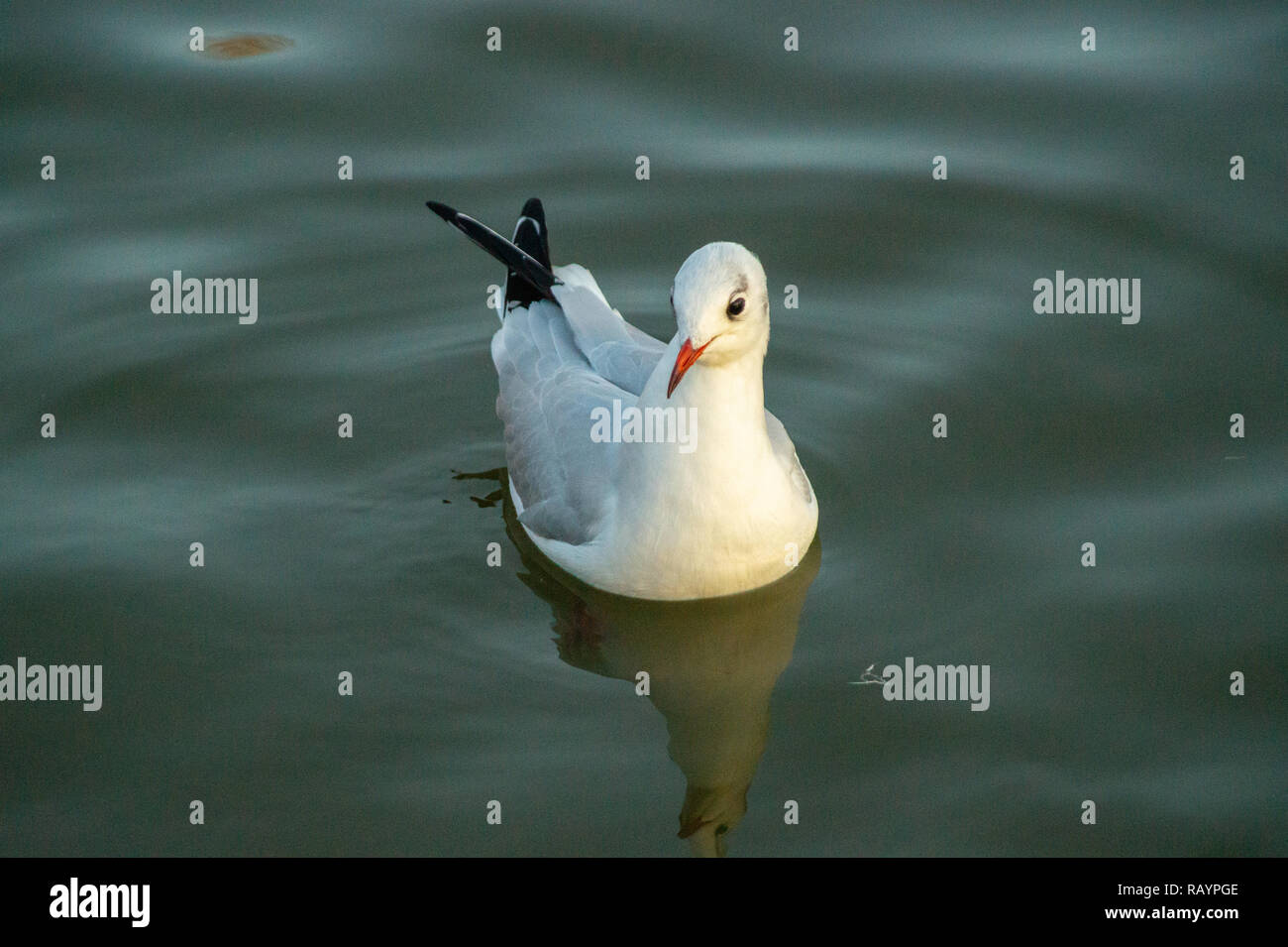 Black Headed Sea Gull single close up swimming in lake showing wings ...