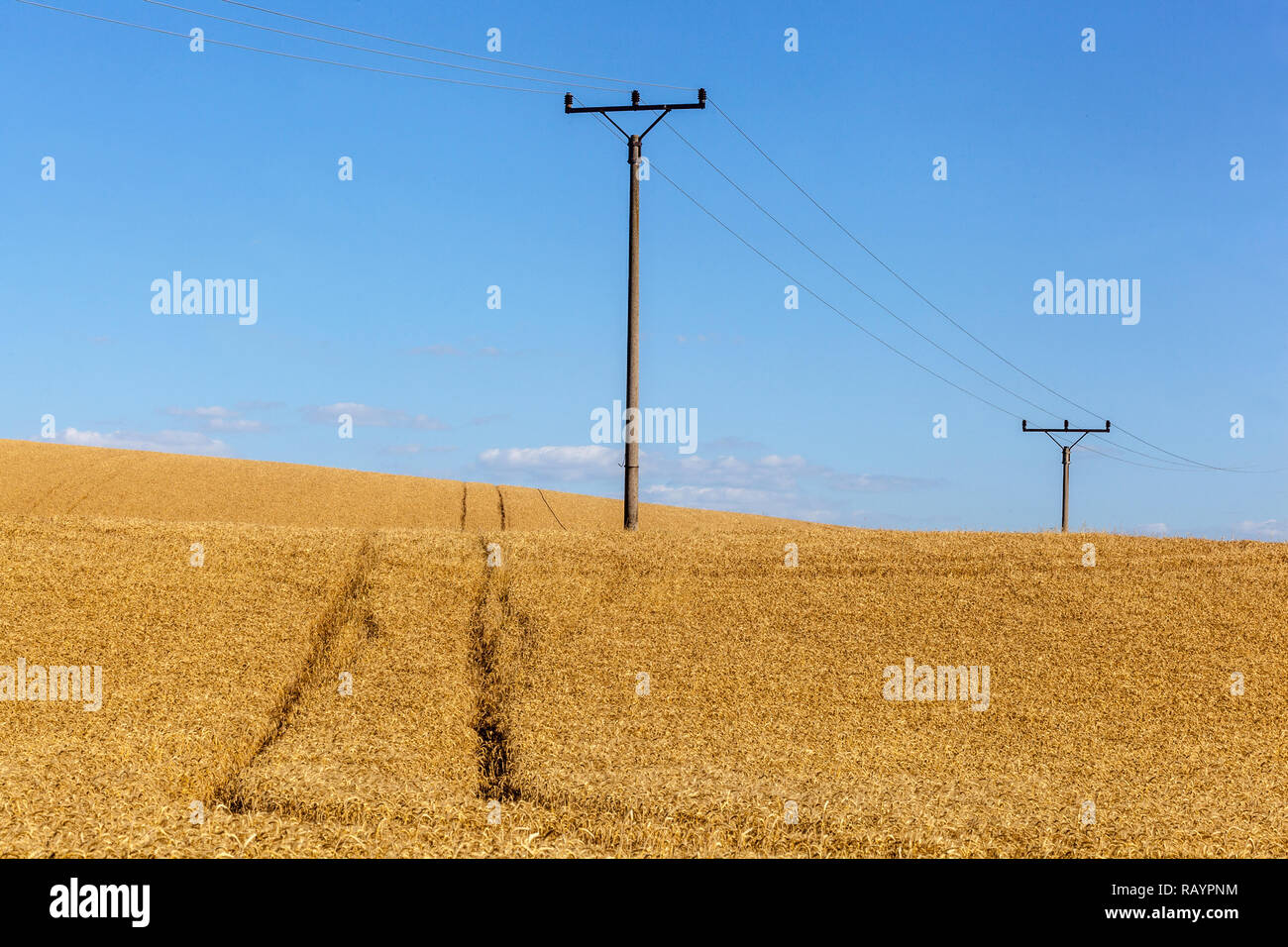 South Moravia Countryside, Golden wheat field with rural power lines ...