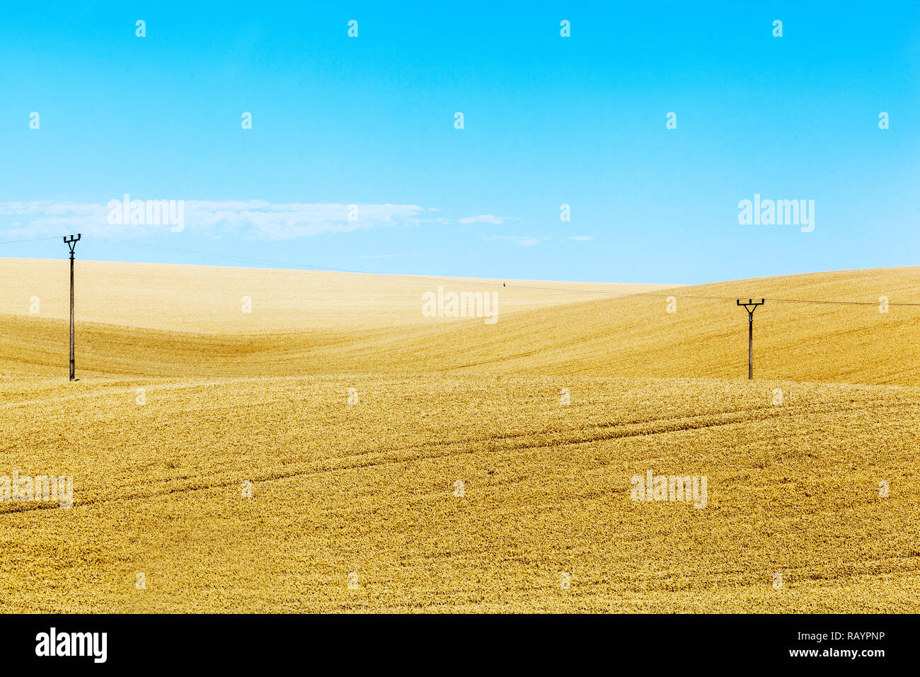 South Moravia Countryside Czech Republic, Golden wheat field with masts ...