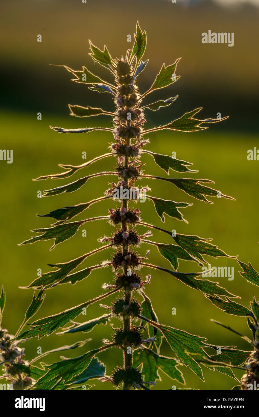 Motherwort leonurus cardiaca herb hi-res stock photography and images ...