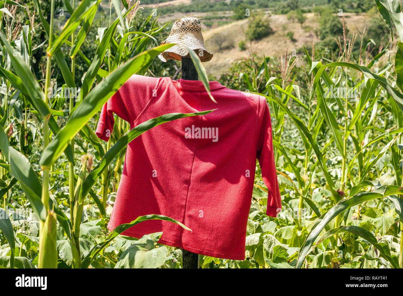 Scarecrow in corn field hi-res stock photography and images - Alamy