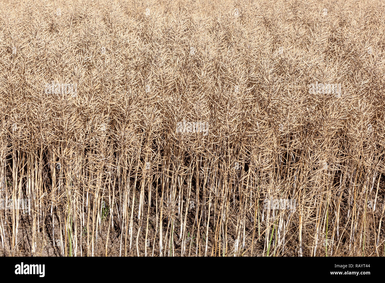 Rapeseed Pods Ready for Harvesting, Gone to Seed Brassica rapa plants ...