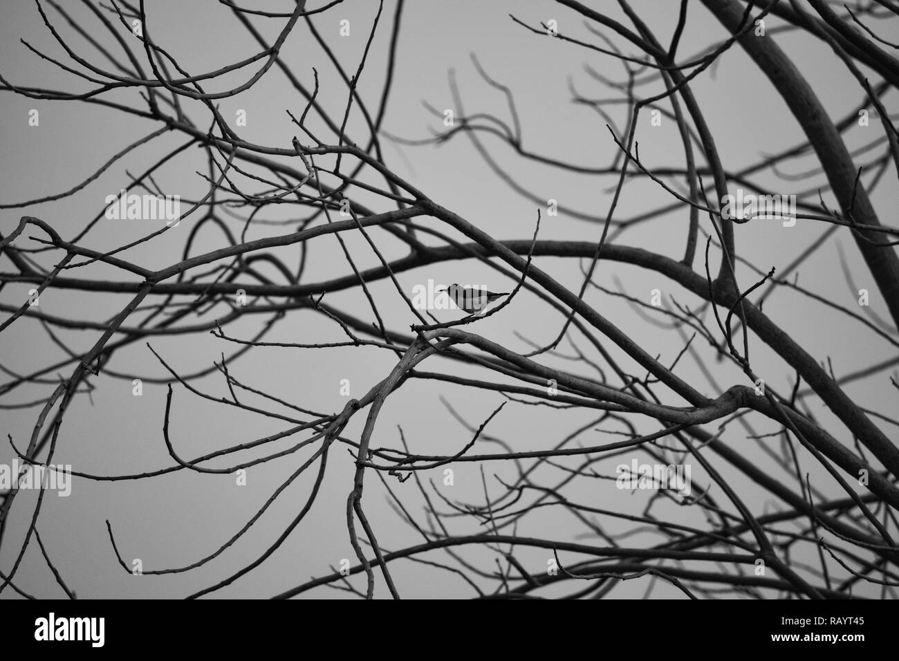 Birds in the tree Black and White Stock Photos & Images - Alamy