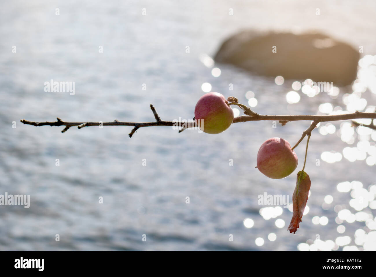 Red wild apples hi-res stock photography and images - Alamy