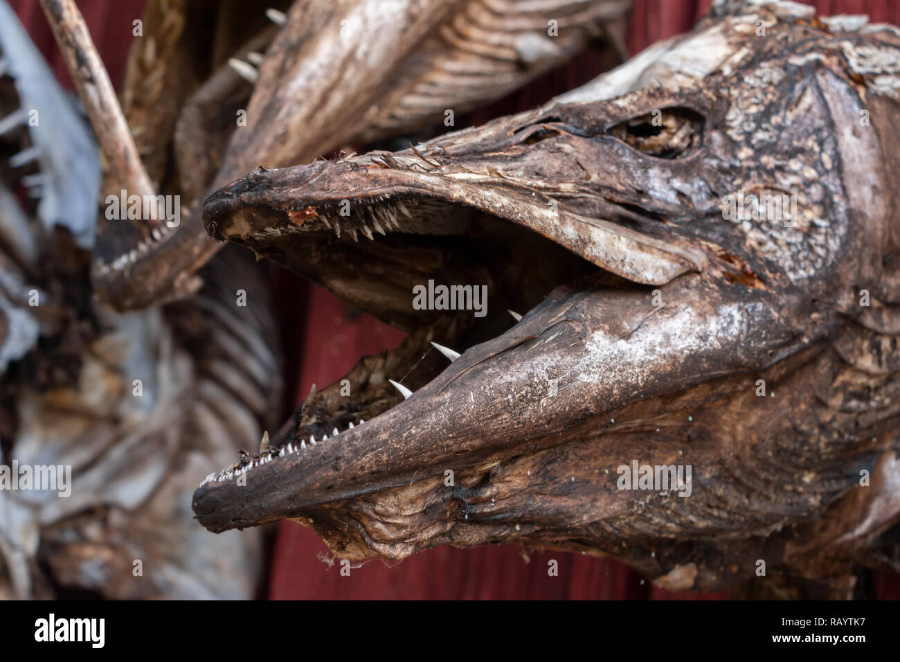 Dried head of fish on the wall Stock Photo - Alamy