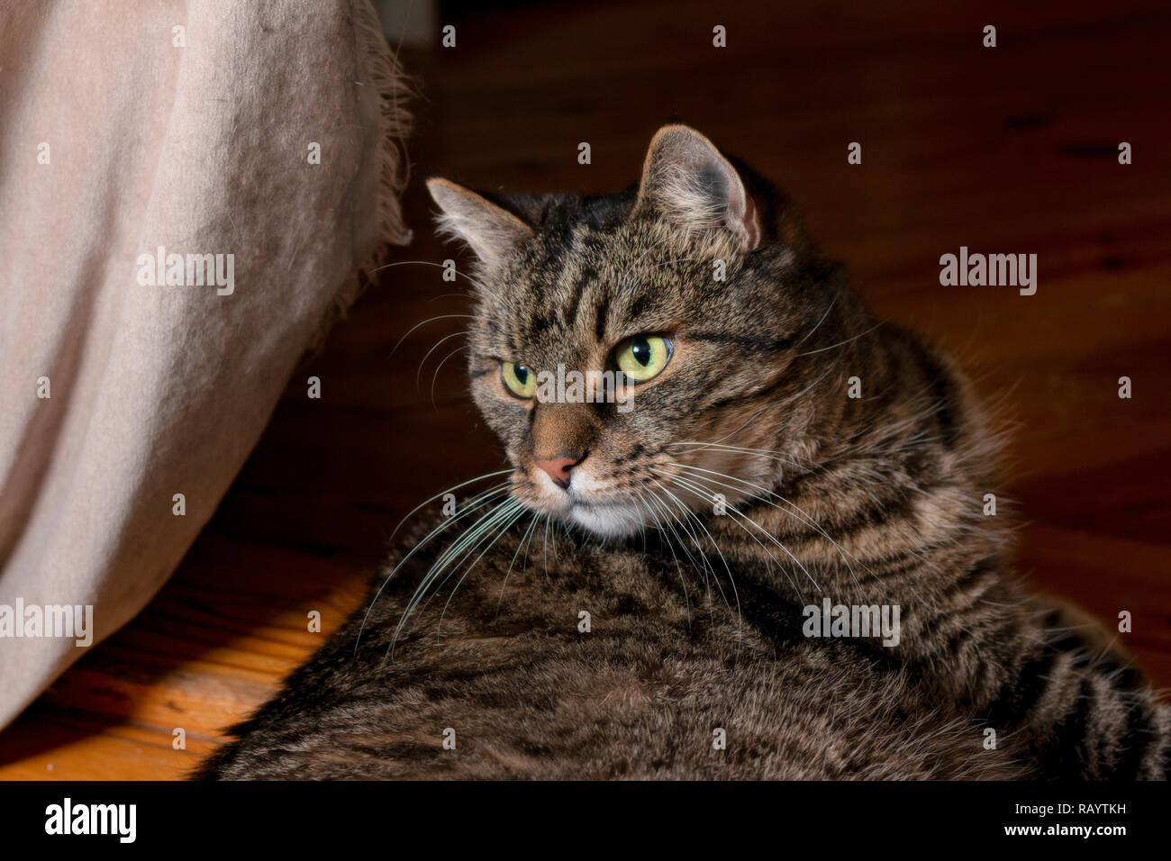 Observing surroundings hi-res stock photography and images - Alamy