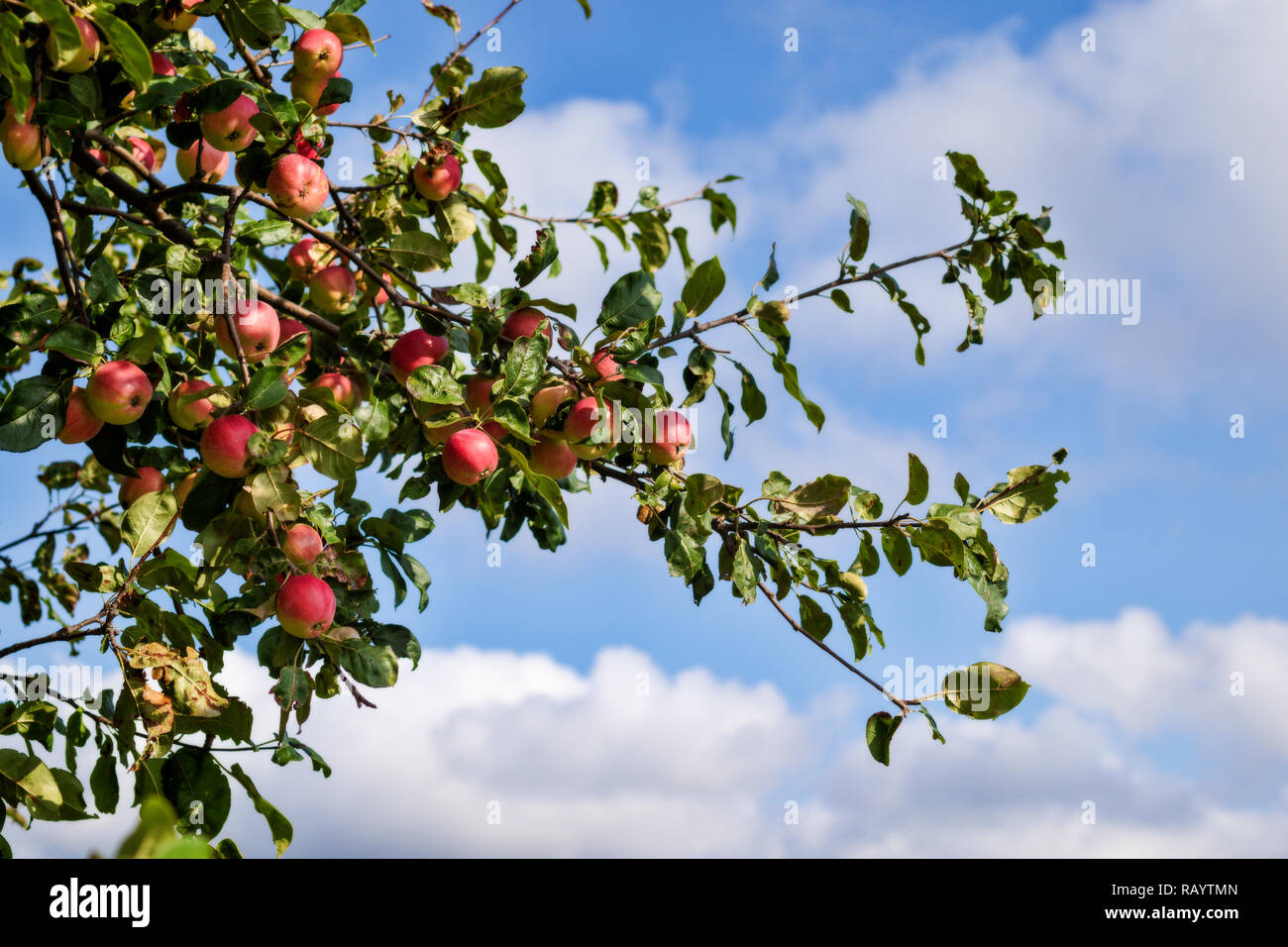 Ripe red organic apples in hi-res stock photography and images - Alamy