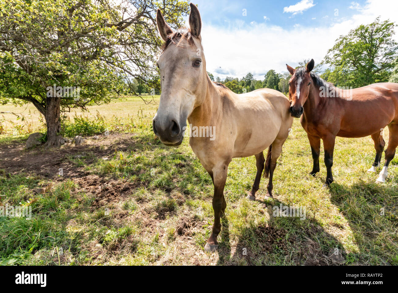 Cute and friendly horse in pasture Stock Photo - Alamy