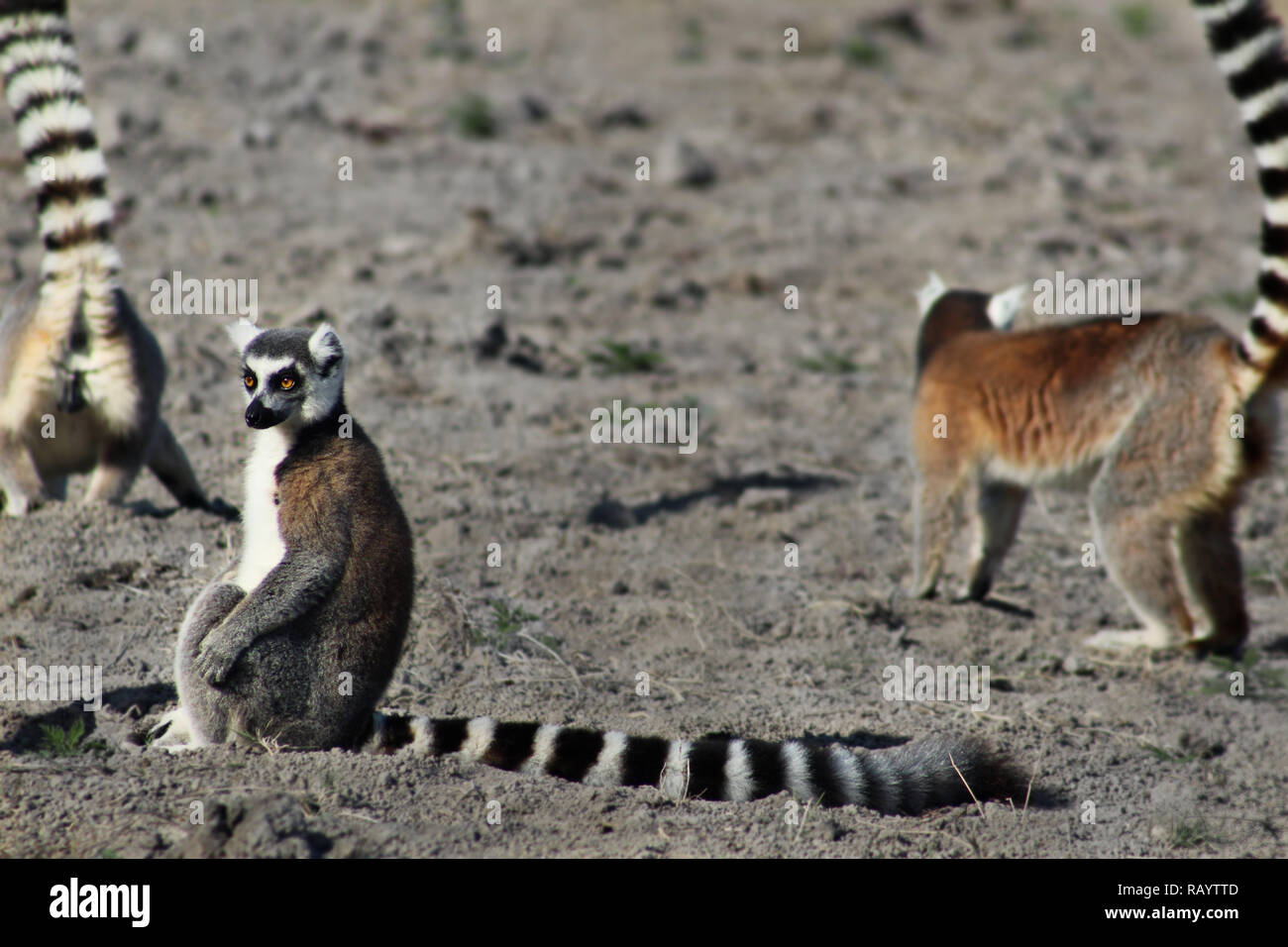 Portrait of ring tailed lemur, (Lemur catta), Maki, Madagascar Stock ...