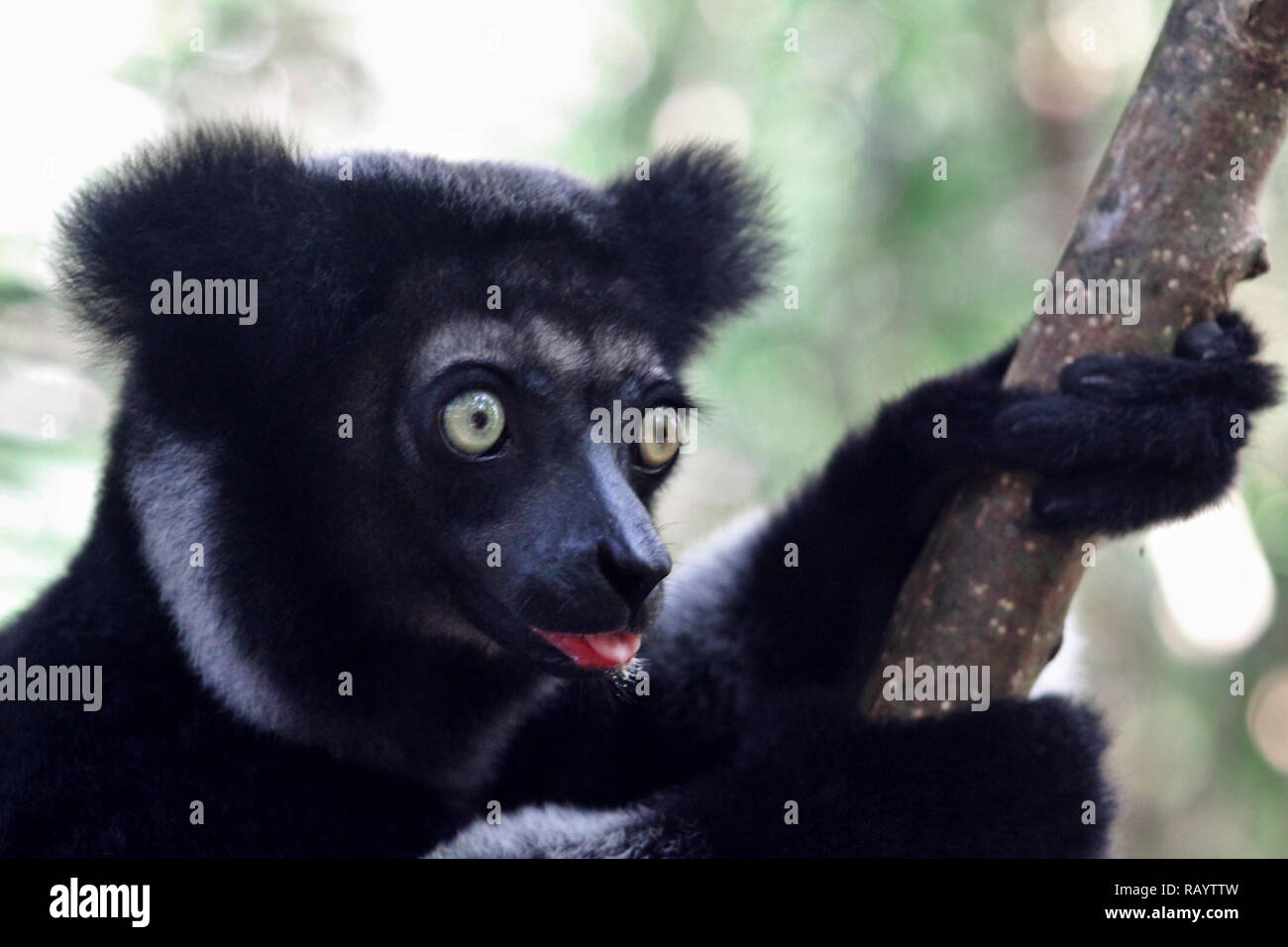 Sideways photo of Indri Indri mother with baby climbing a tree ...