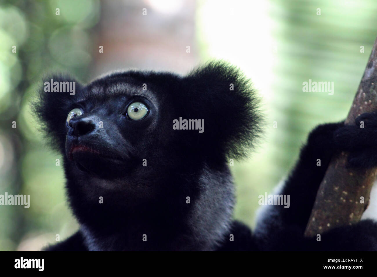 Sideways photo of Indri Indri mother with baby climbing a tree ...