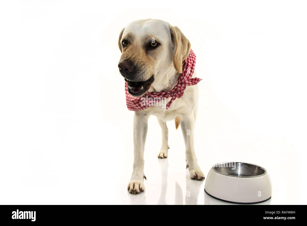 ANGRY DOG EATING. LABRADOR PUPPY ASKING FOR FOOD OR PROTECTING ...