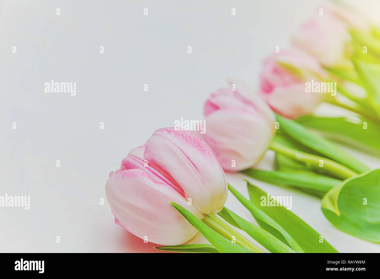 Spring greeting card. Bouquet of fresh light pastel pink tulips flowers ...