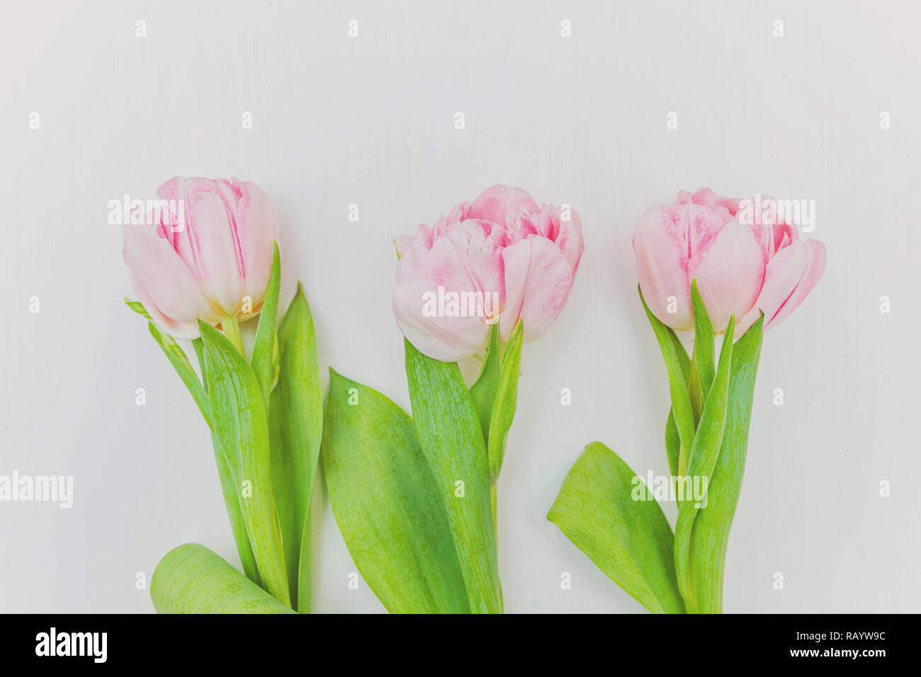 Spring greeting card. Bouquet of fresh light pastel pink tulips flowers ...