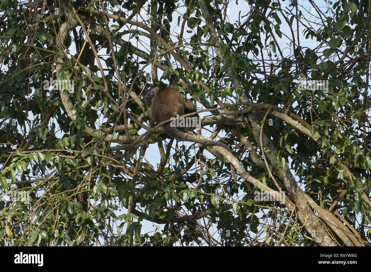 Monkey, Queen Elizabeth National Park, Uganda Stock Photo - Alamy