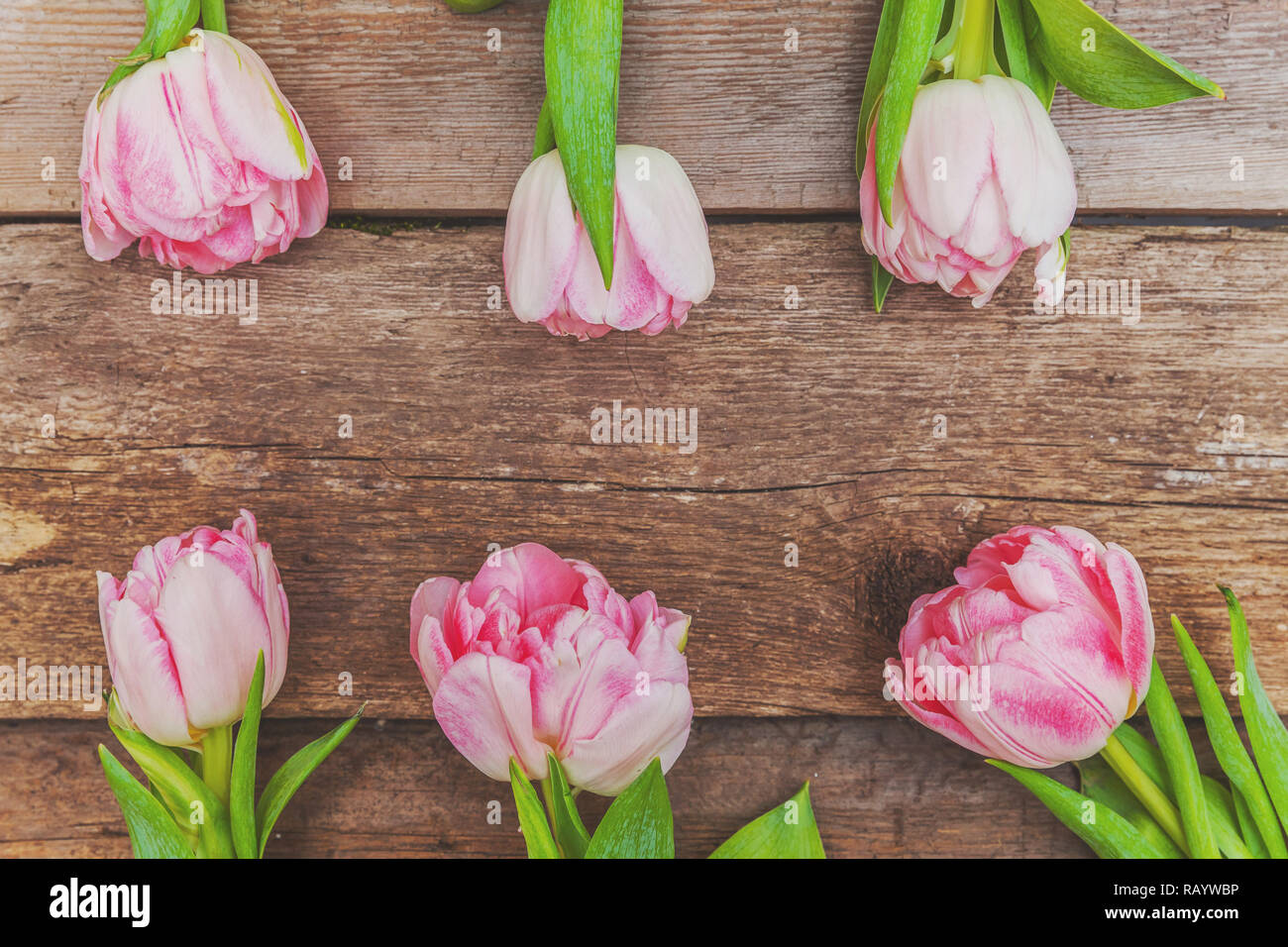 Spring greeting card. Bouquet of fresh light pastel pink tulips flowers ...