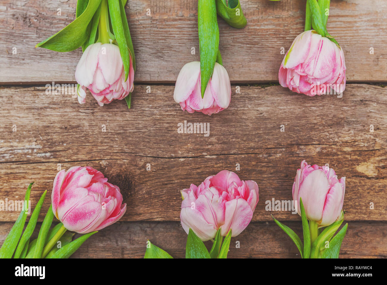 Spring greeting card. Bouquet of fresh light pastel pink tulips flowers ...