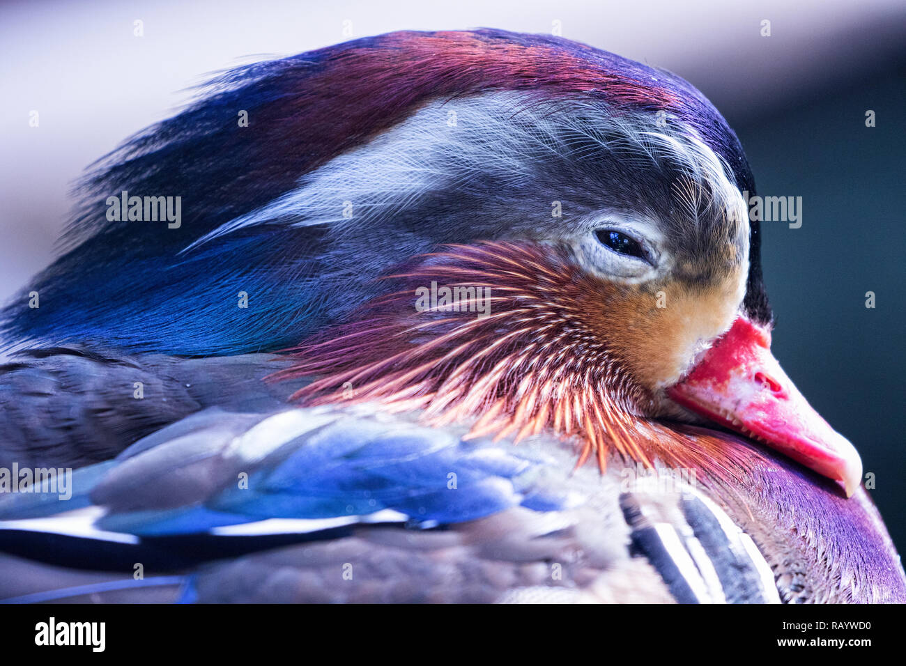 Mandarin Duck Male Stock Photo - Alamy