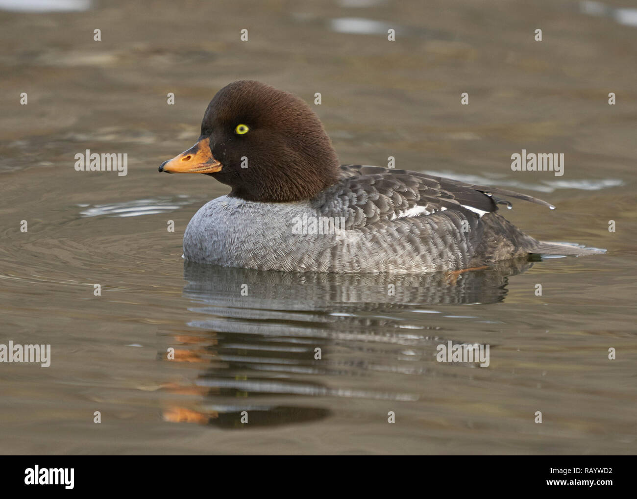 female Barrow's Goldeneye (Bucephala islandica), Sacramento County ...