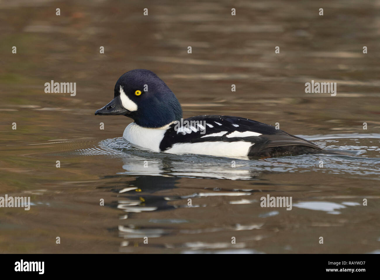 Male barrows goldeneye hi-res stock photography and images - Alamy