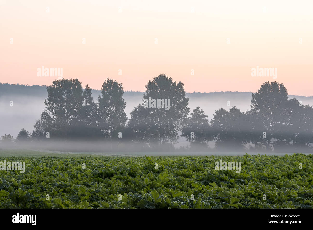 tree line covered in fog at morning light Stock Photo - Alamy