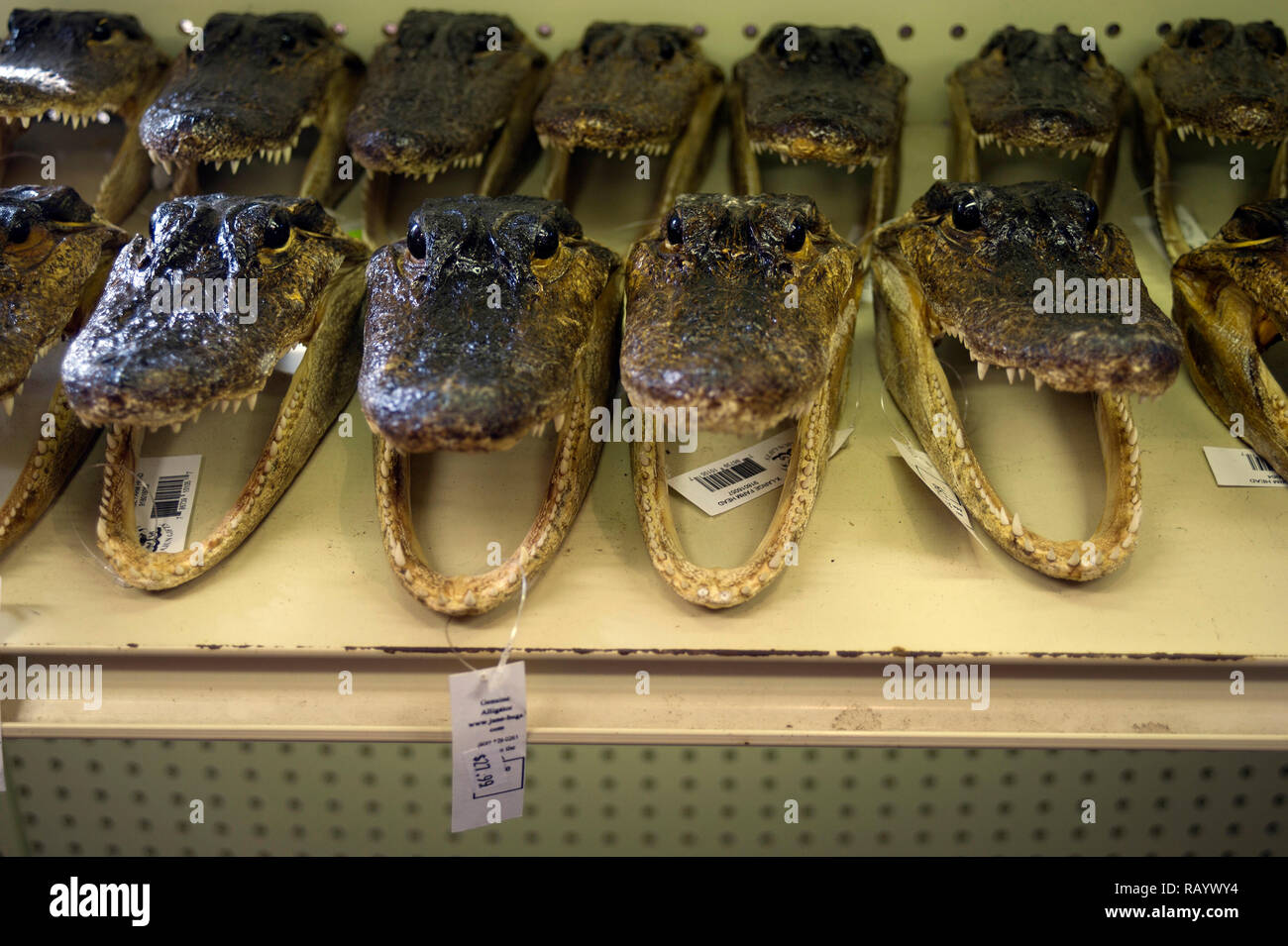 Alligator heads hi-res stock photography and images - Alamy