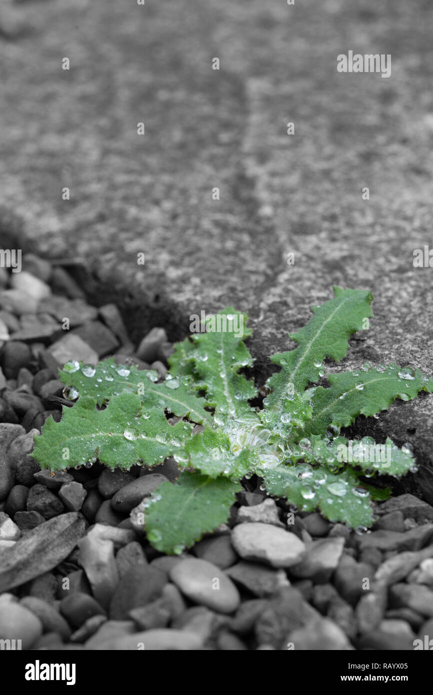 Dandelion weed, Taraxacum officinale, growing between gravel and a slab ...