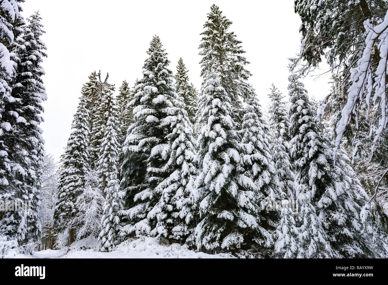 Spruce forest january hi-res stock photography and images - Alamy
