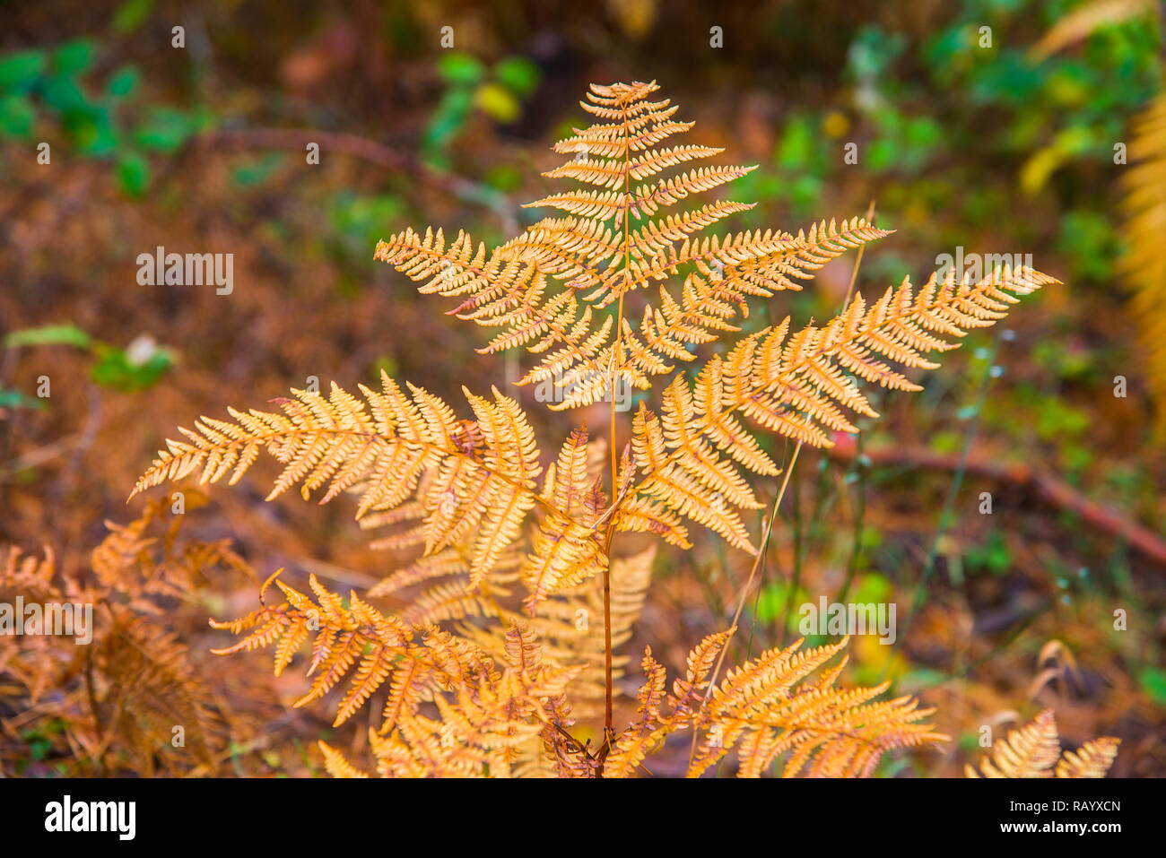 Helecho planta hi-res stock photography and images - Alamy