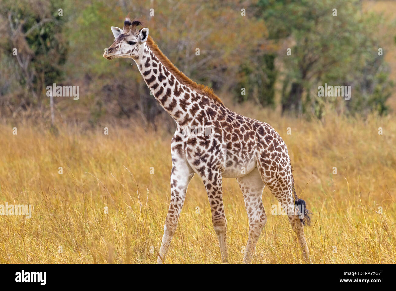 A giraffe cub in a clearing. Kenya, Africa Stock Photo - Alamy