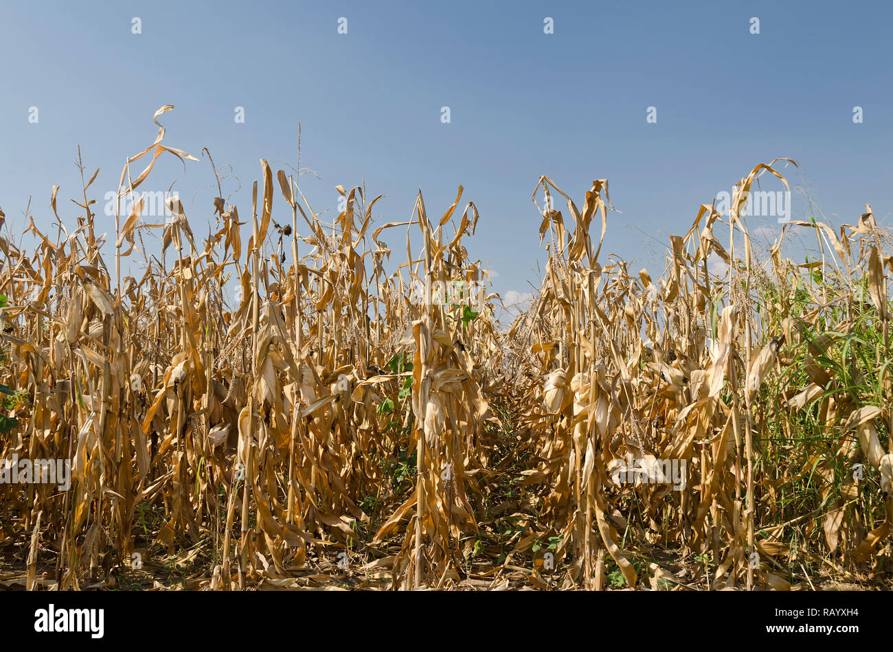 Fall background corn field hi-res stock photography and images - Alamy