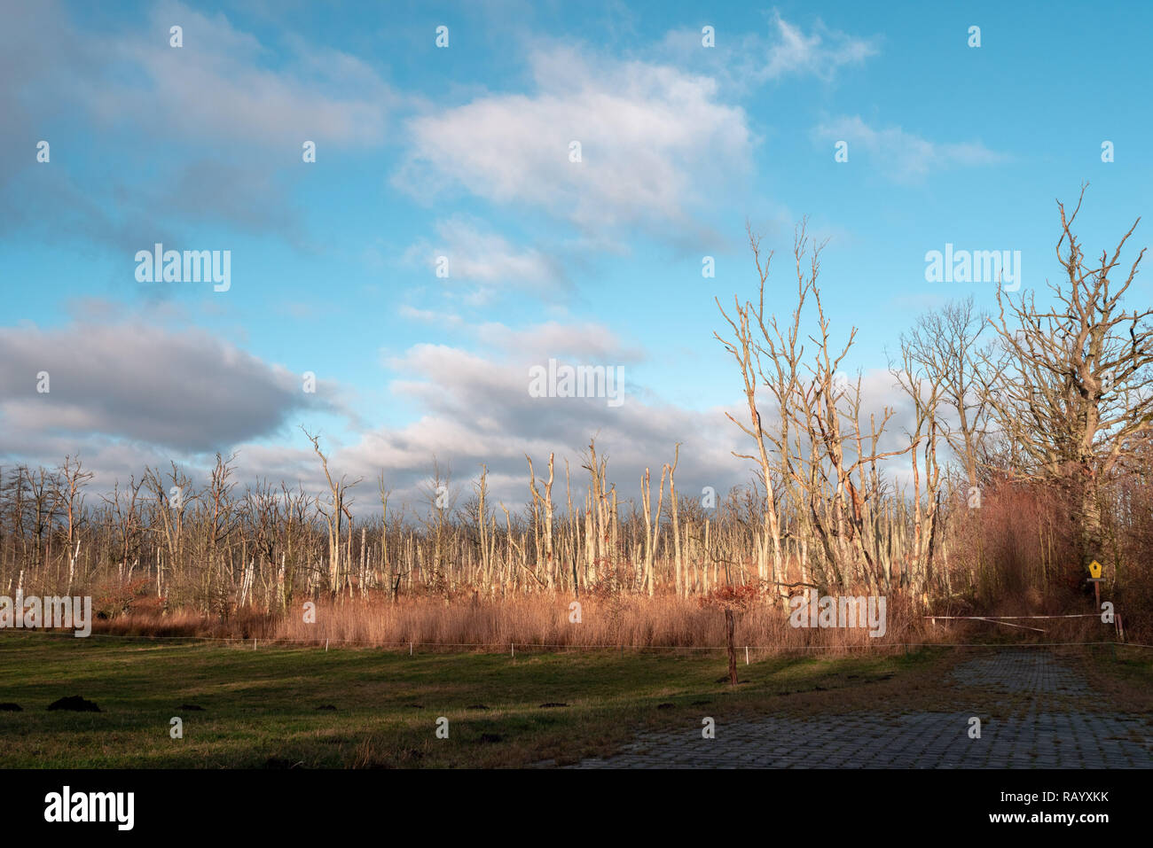 Bony trees, bony birches stand on the German Baltic Sea coast near ...