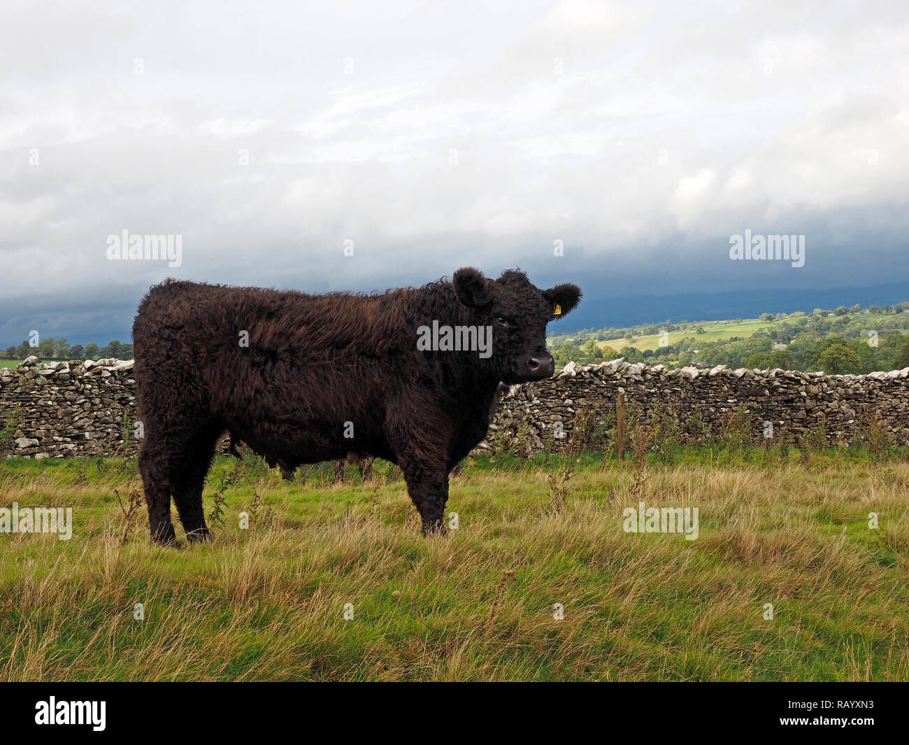 young Welsh black bullock bred for beef standing beside dry-stone wall ...