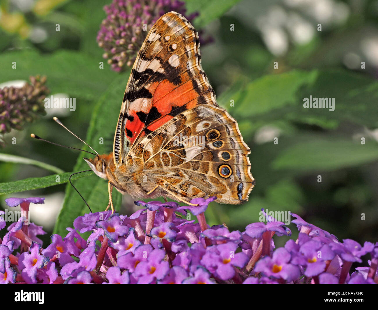 Underwing of Painted Lady (Vanessa cardui) a migrant vanessid butterfly ...