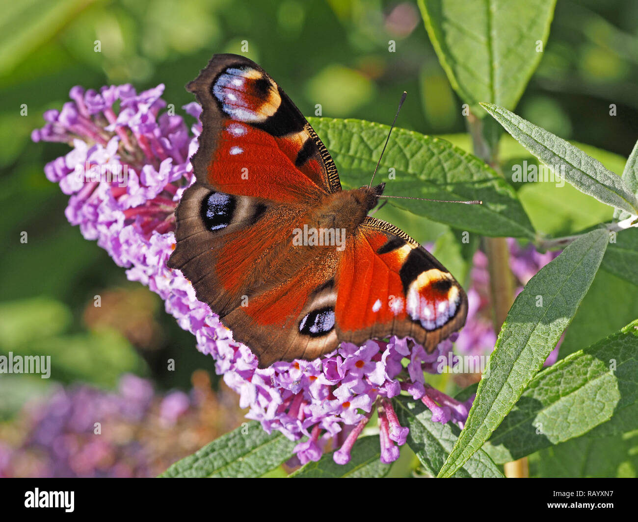 Peacock In Flight High Resolution Stock Photography and Images - Alamy