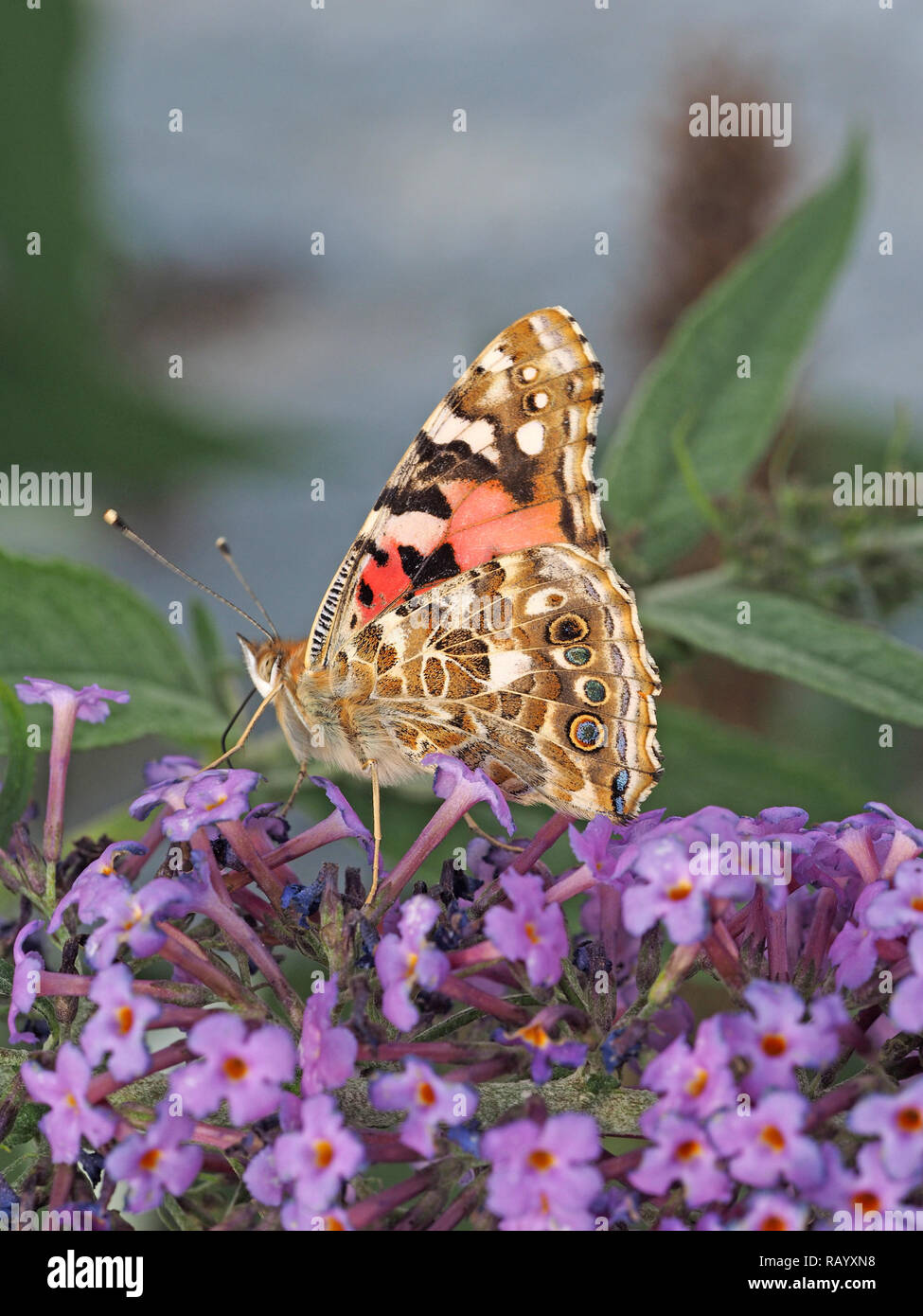 Underwing of Painted Lady (Vanessa cardui) a migrant vanessid butterfly ...