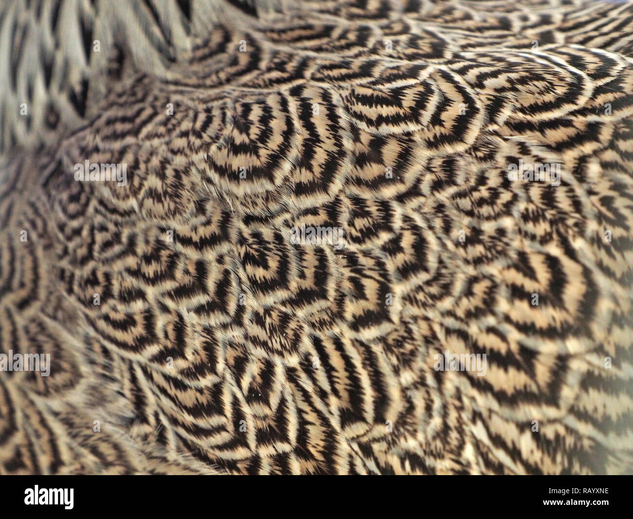 patterns in the detail of hen Brahma chicken plumage at a local show in ...