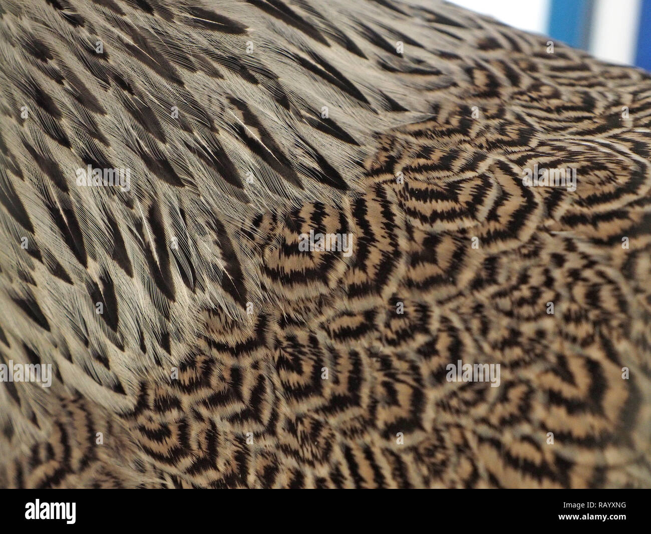 Chicken plumage hi-res stock photography and images - Alamy