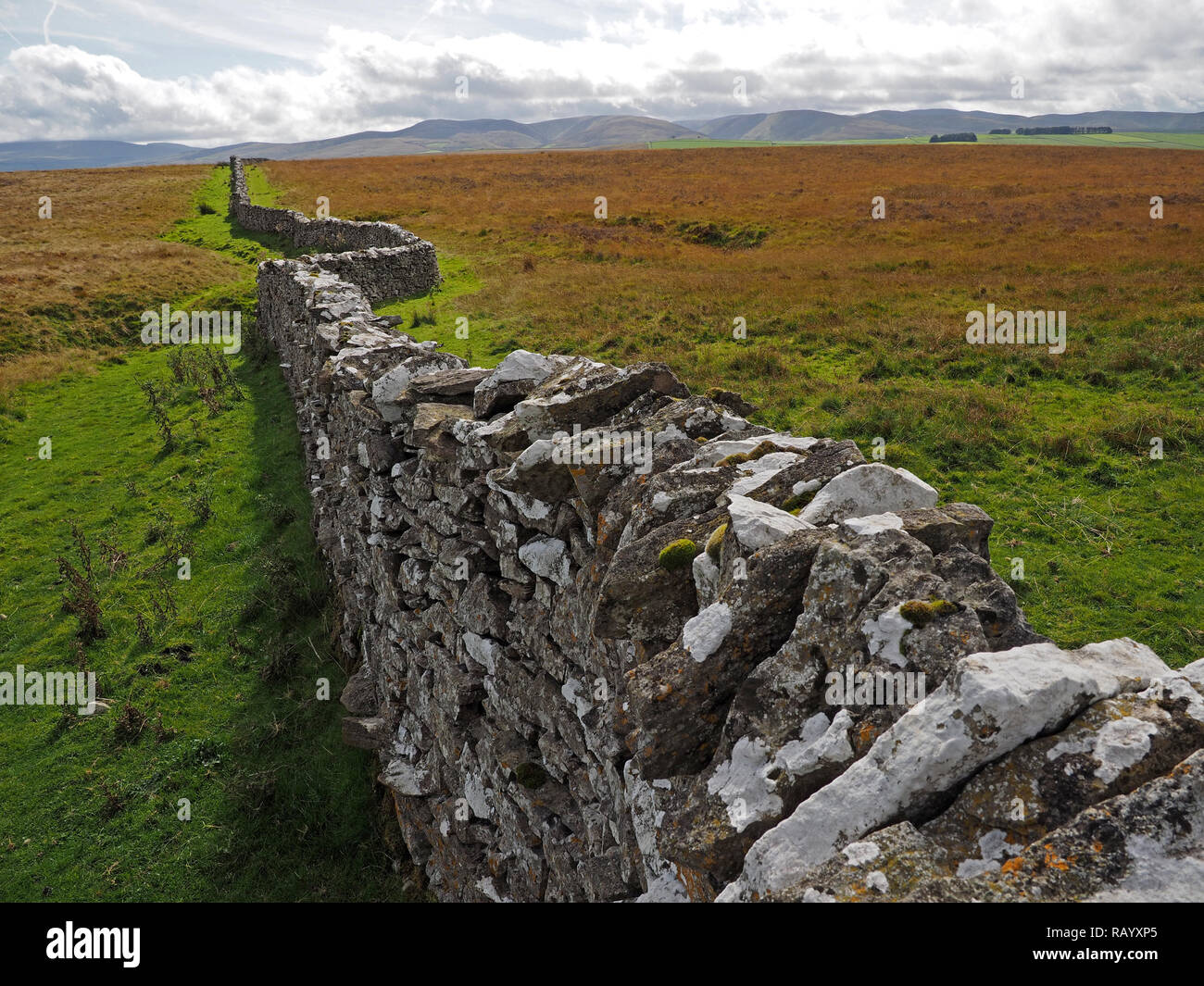 drystone wall with a sudden kink stretches across moorland near ...
