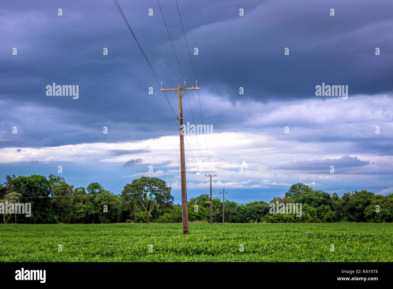 A electrical pole linking an isolated farm in the middle of a soybean ...