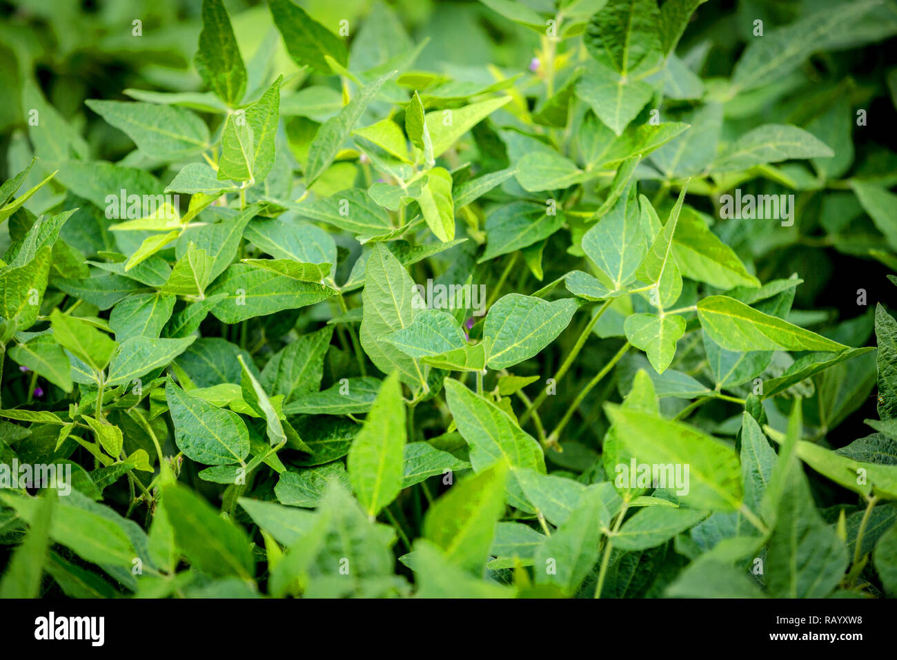Monoculture crop brazil hi-res stock photography and images - Alamy