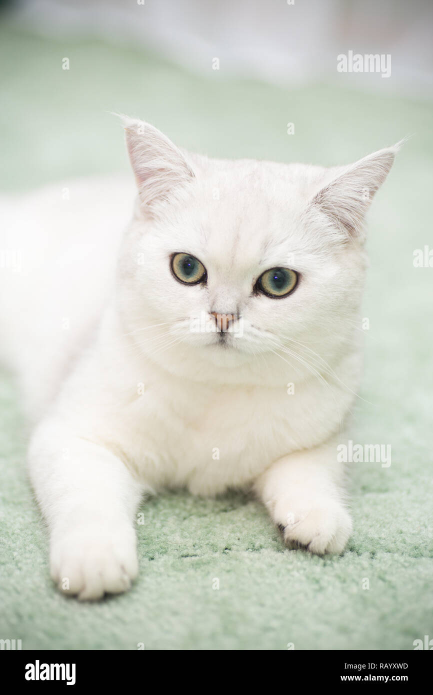 beautiful young cat breed Scottish chinchilla straight Stock Photo - Alamy