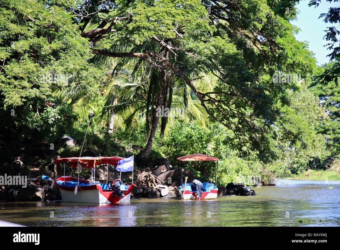 Colourful boats on a river under huge overhanging jungle trees in ...
