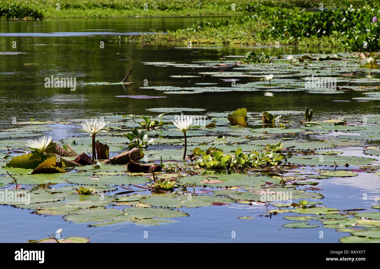 Tranquil floating water lilies hi-res stock photography and images - Alamy