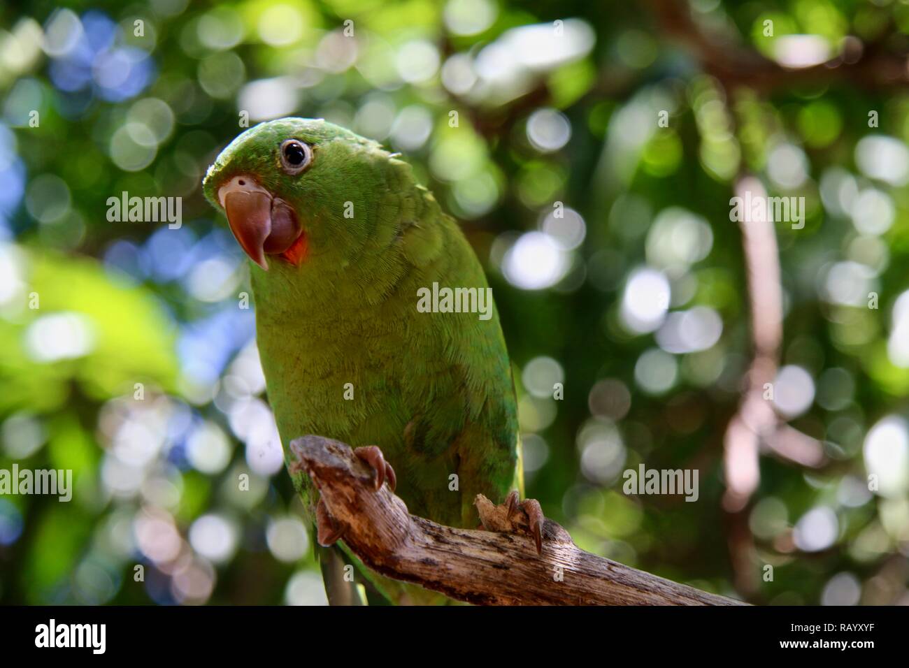 Parrot watching hi-res stock photography and images - Alamy