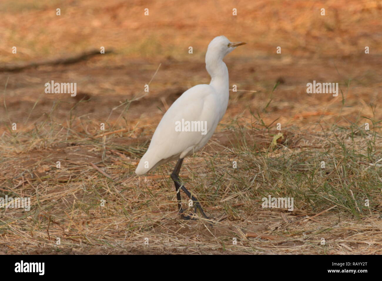 Cattle heron hi-res stock photography and images - Alamy