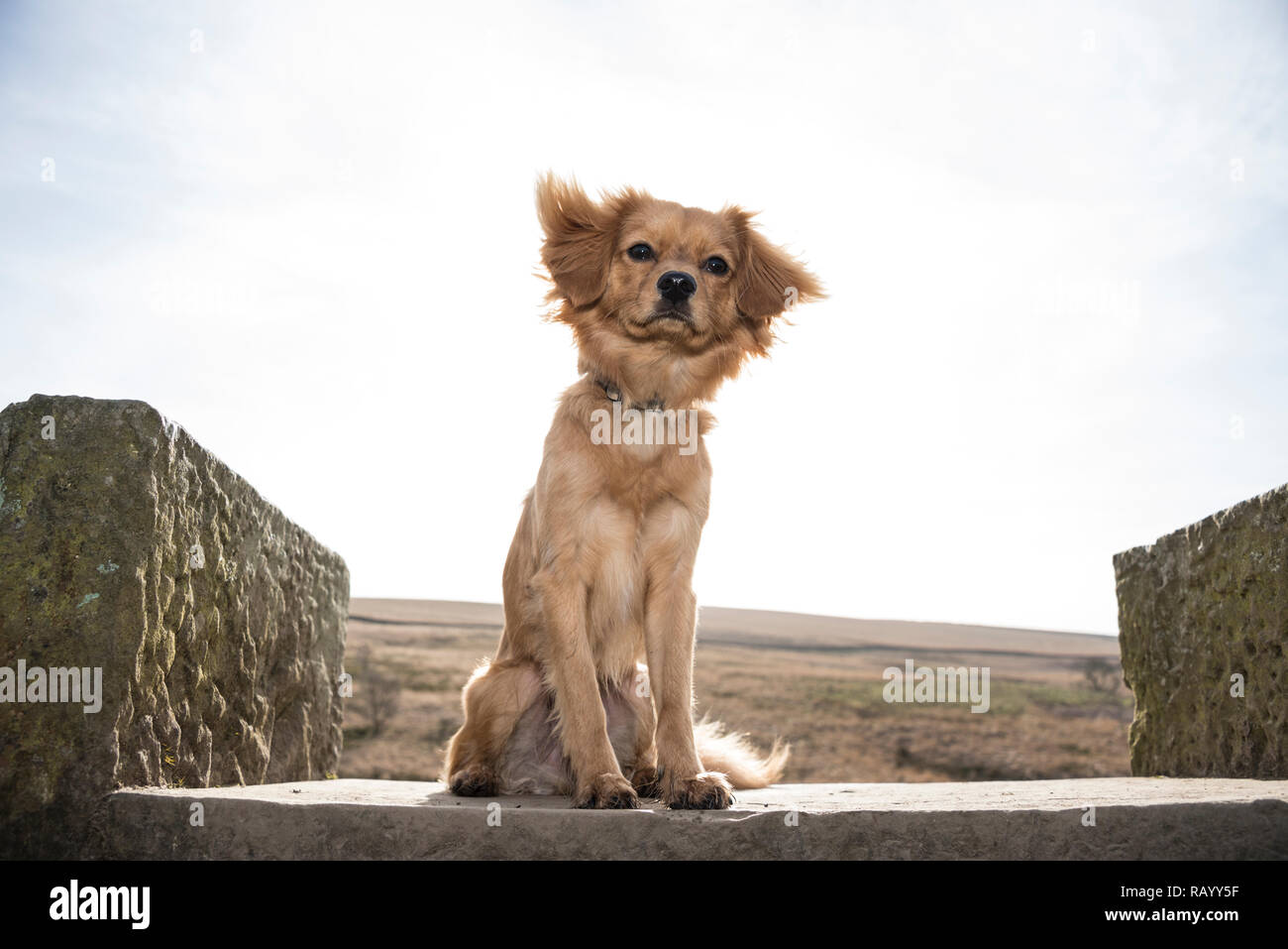 Male Cavapom puppy (Pomeranian crossed with a Cavalier King Charles ...