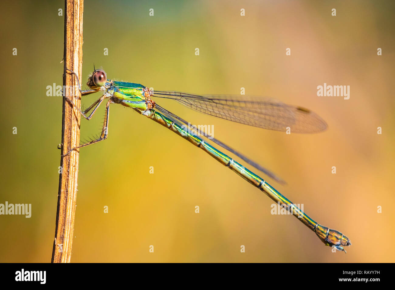 Detail closeup of a western willow emerald damselfly, Chalcolestes ...